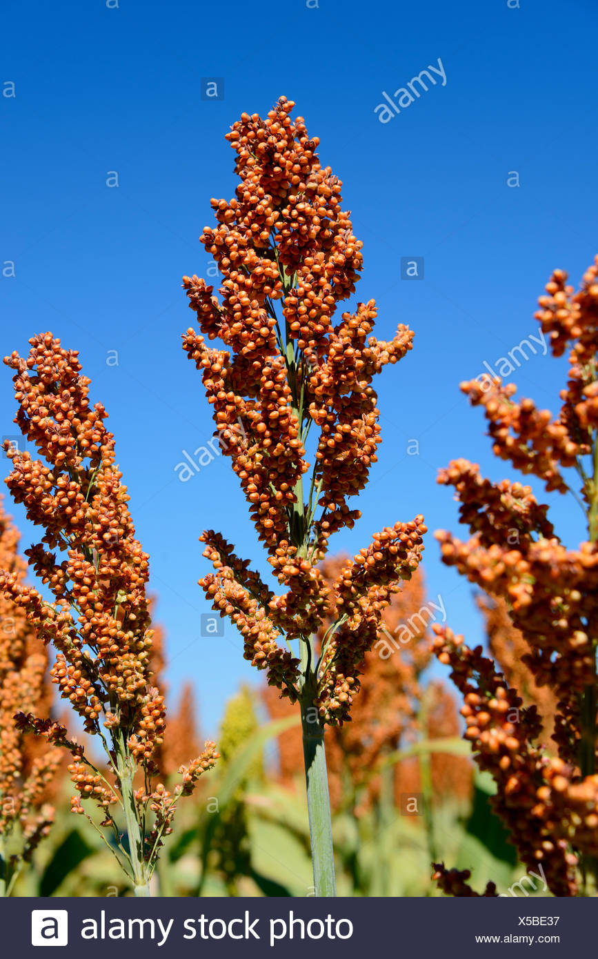 Millet Field High Resolution Stock Photography and Images - Alamy