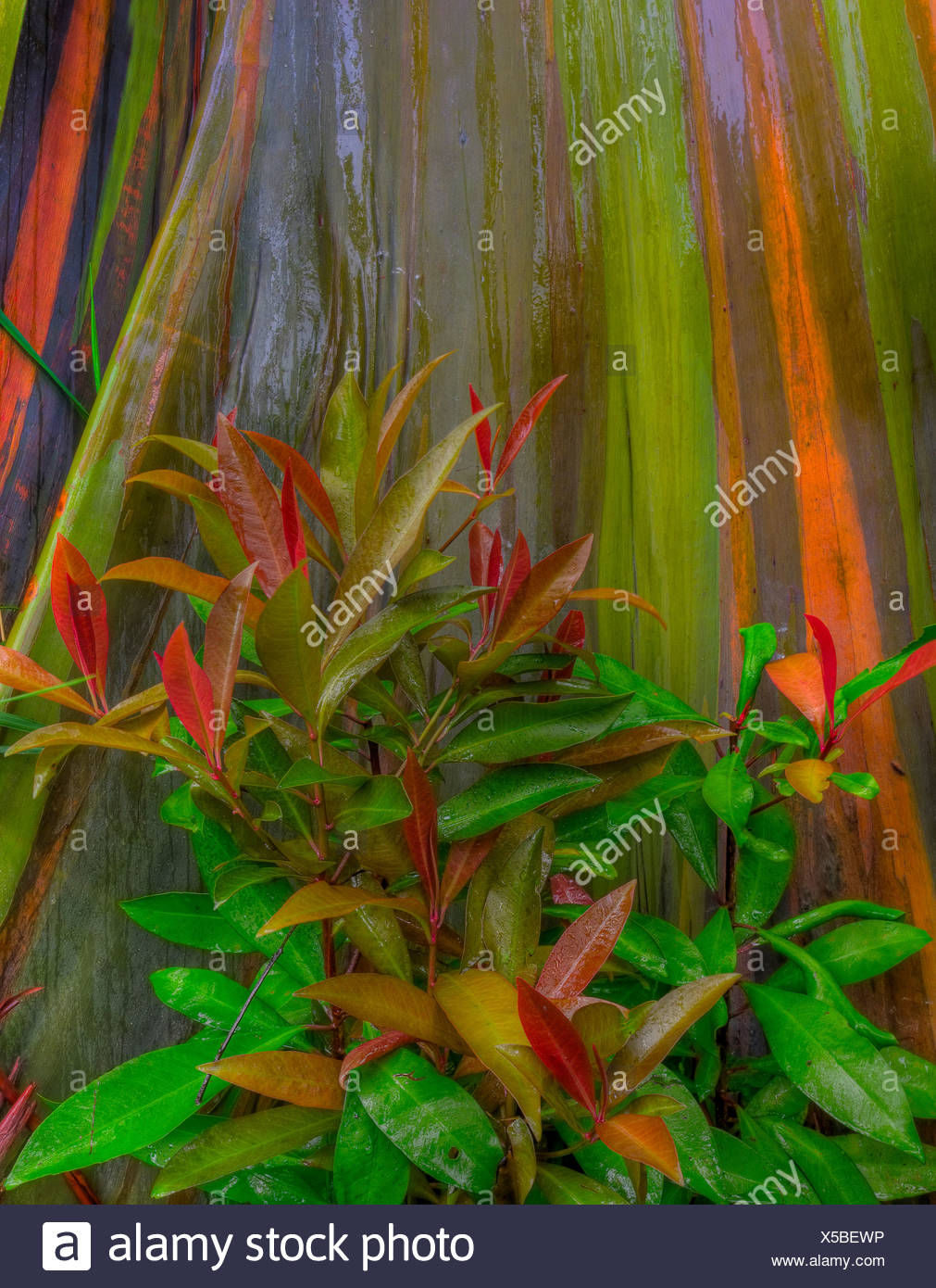 Hawaii Rainbow Tree Bark High Resolution Stock Photography and Images ...