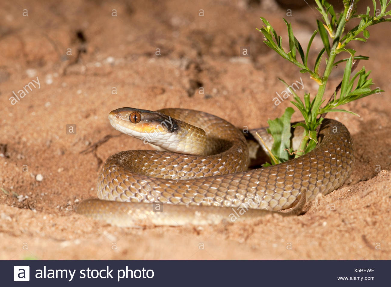 Red Lipped Snake High Resolution Stock Photography and Images - Alamy