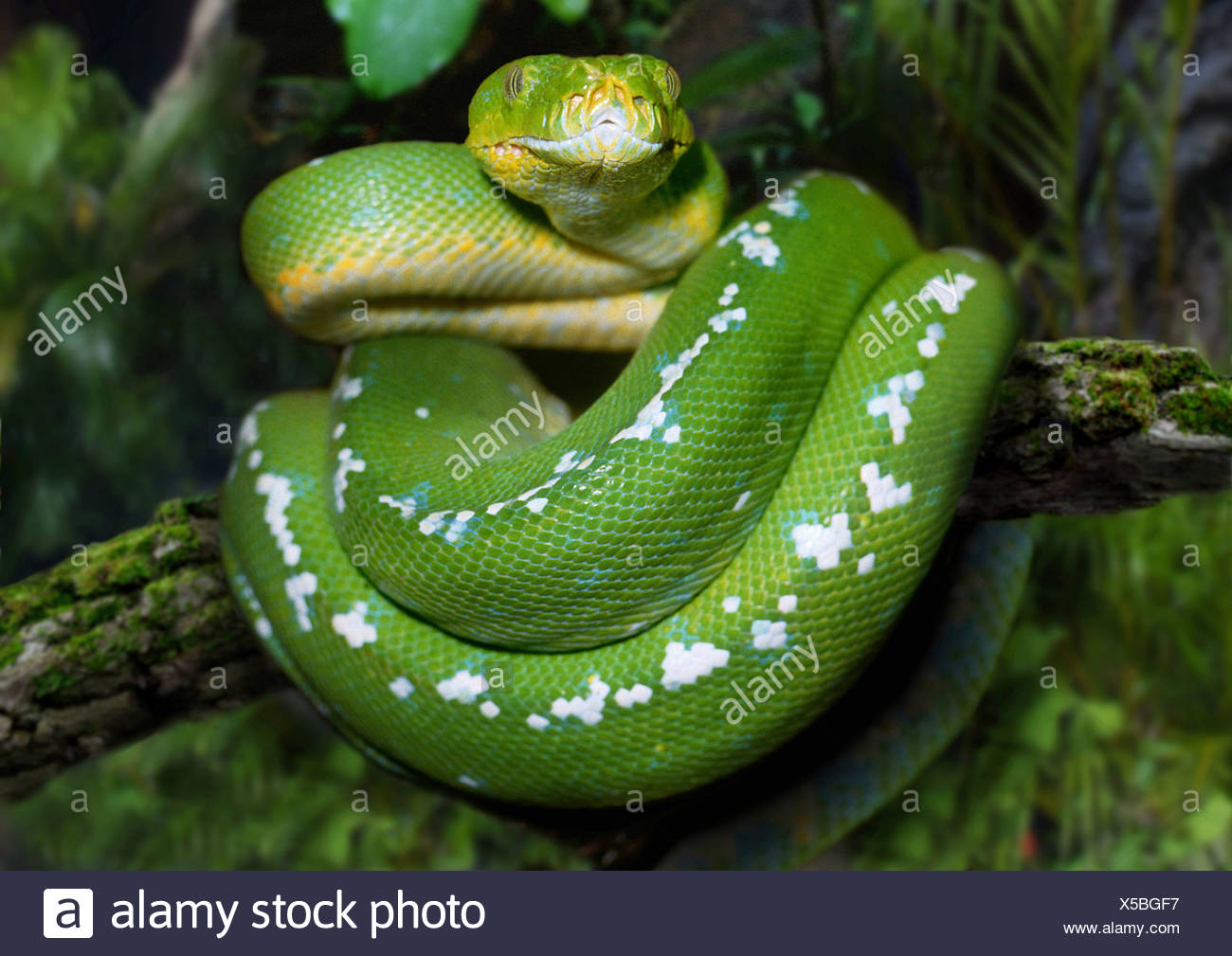 Emerald Tree Boa On Branch High Resolution Stock Photography and Images ...