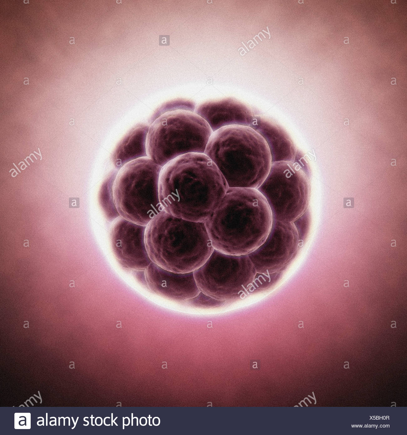 Morula Embryo High Resolution Stock Photography and Images - Alamy