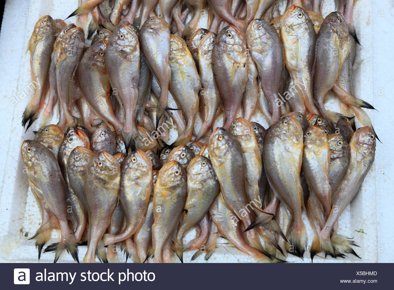 Fish Market In Shanghai China Stock Photos & Fish Market In Shanghai ...
