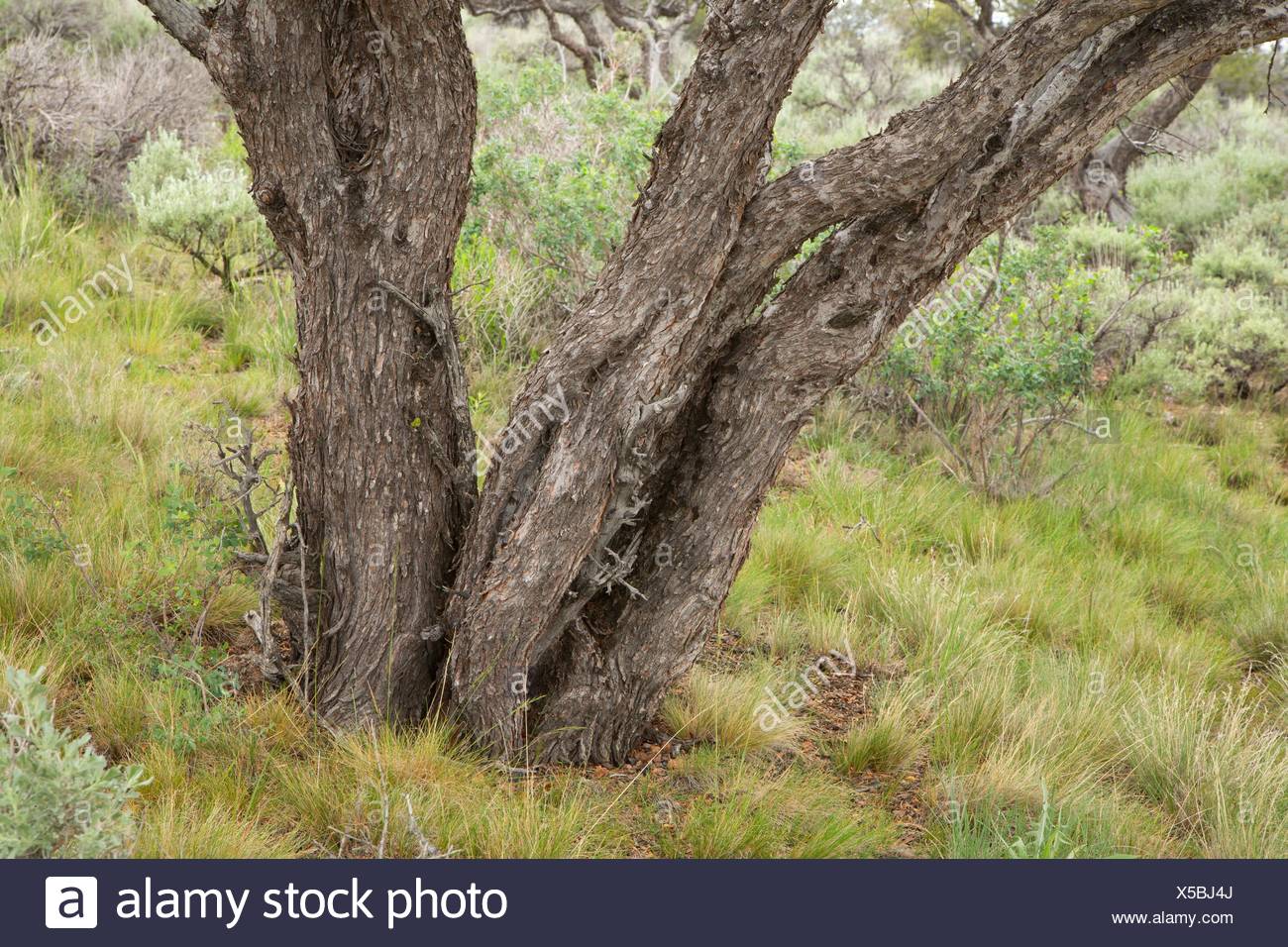 Mountain Mahogany Stock Photos & Mountain Mahogany Stock Images - Alamy