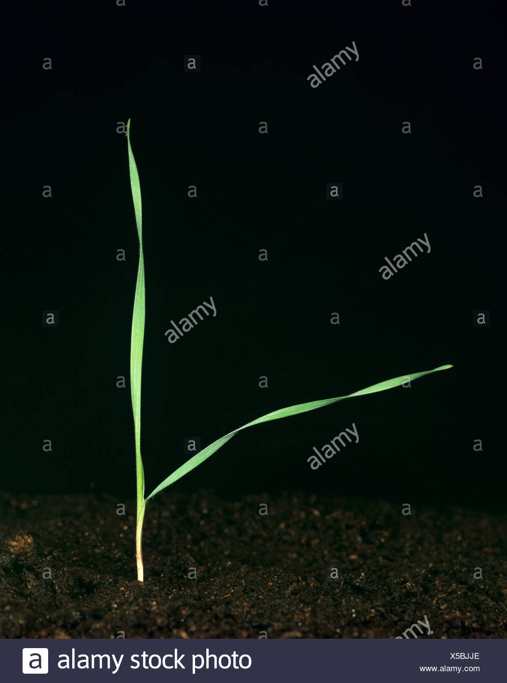 Bromus Tectorum High Resolution Stock Photography and Images - Alamy