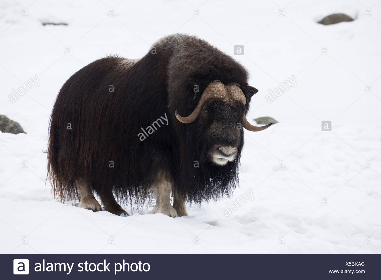 Moschustier High Resolution Stock Photography and Images - Alamy