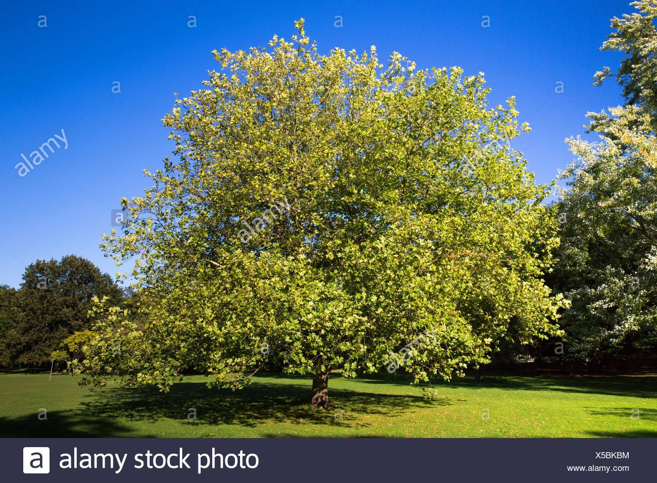Planetree High Resolution Stock Photography and Images - Alamy