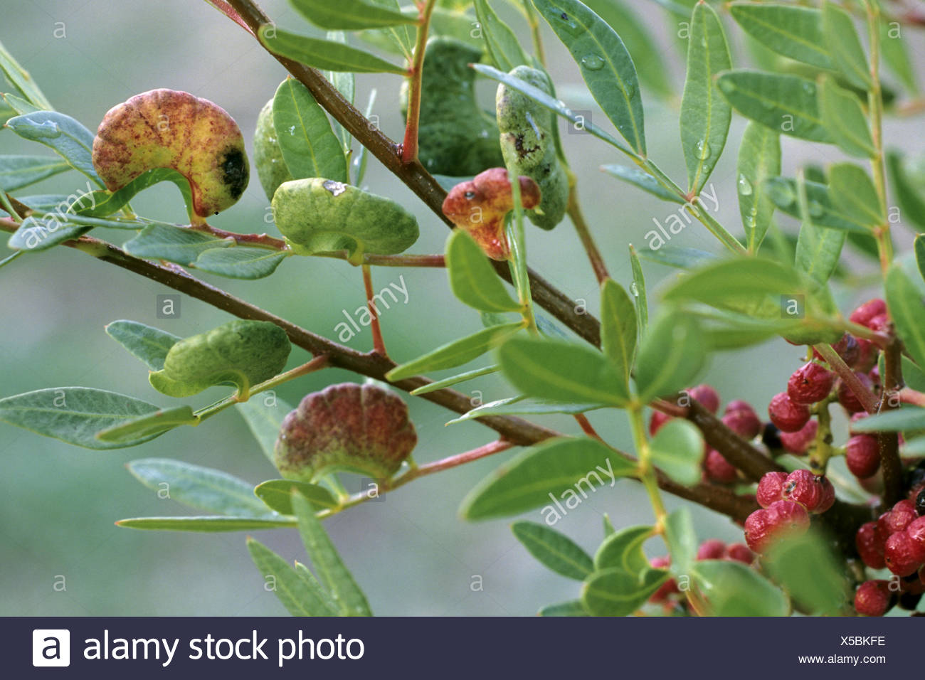 Mastic Pistacia Lentiscus High Resolution Stock Photography and Images ...