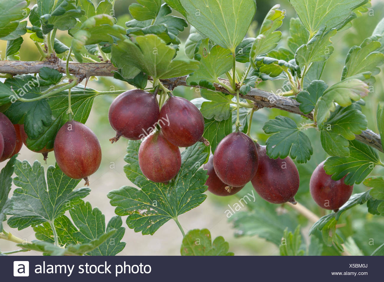 Gooseberry Bushes High Resolution Stock Photography and Images - Alamy