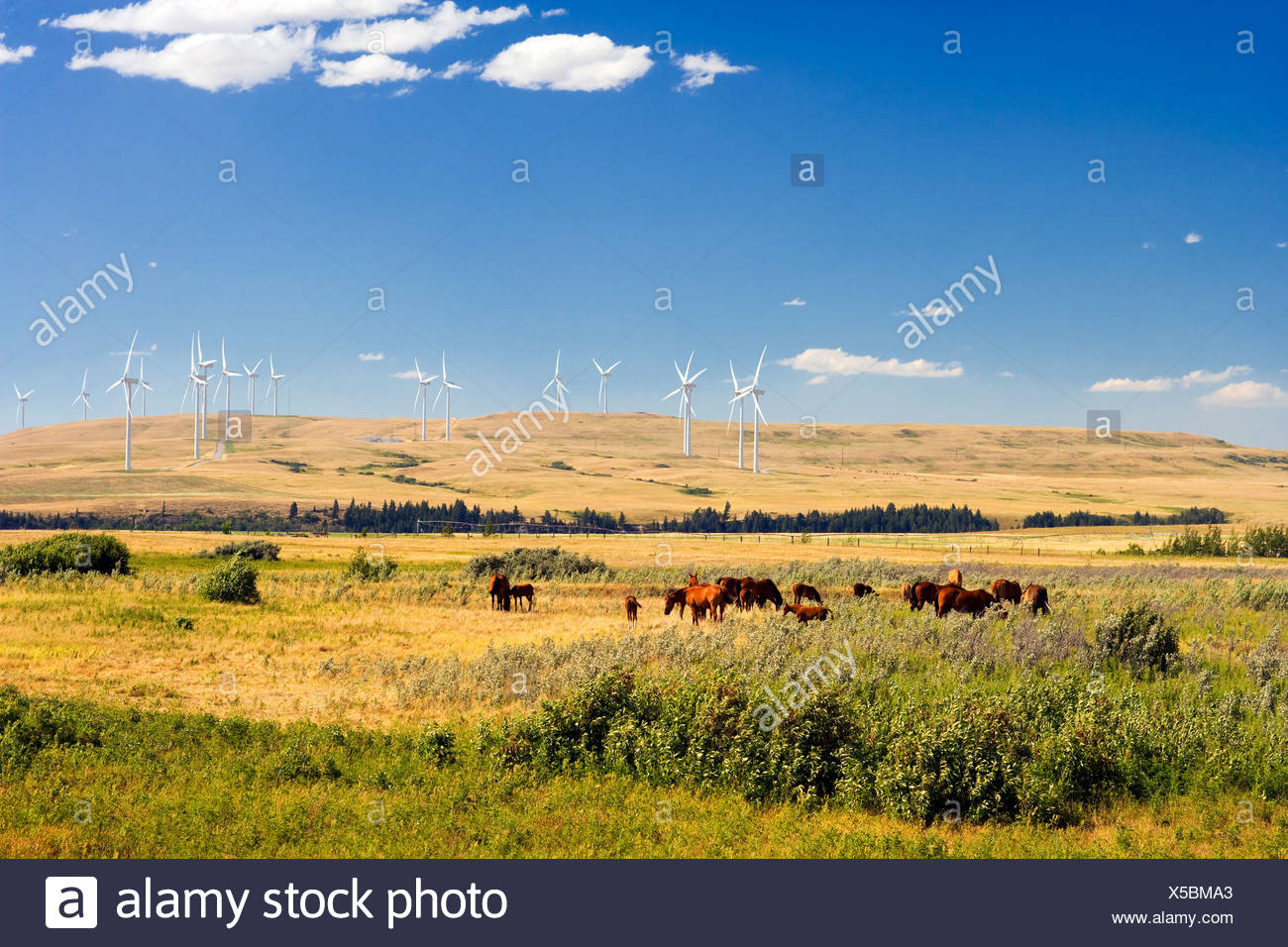 Wind Horses High Resolution Stock Photography and Images - Alamy