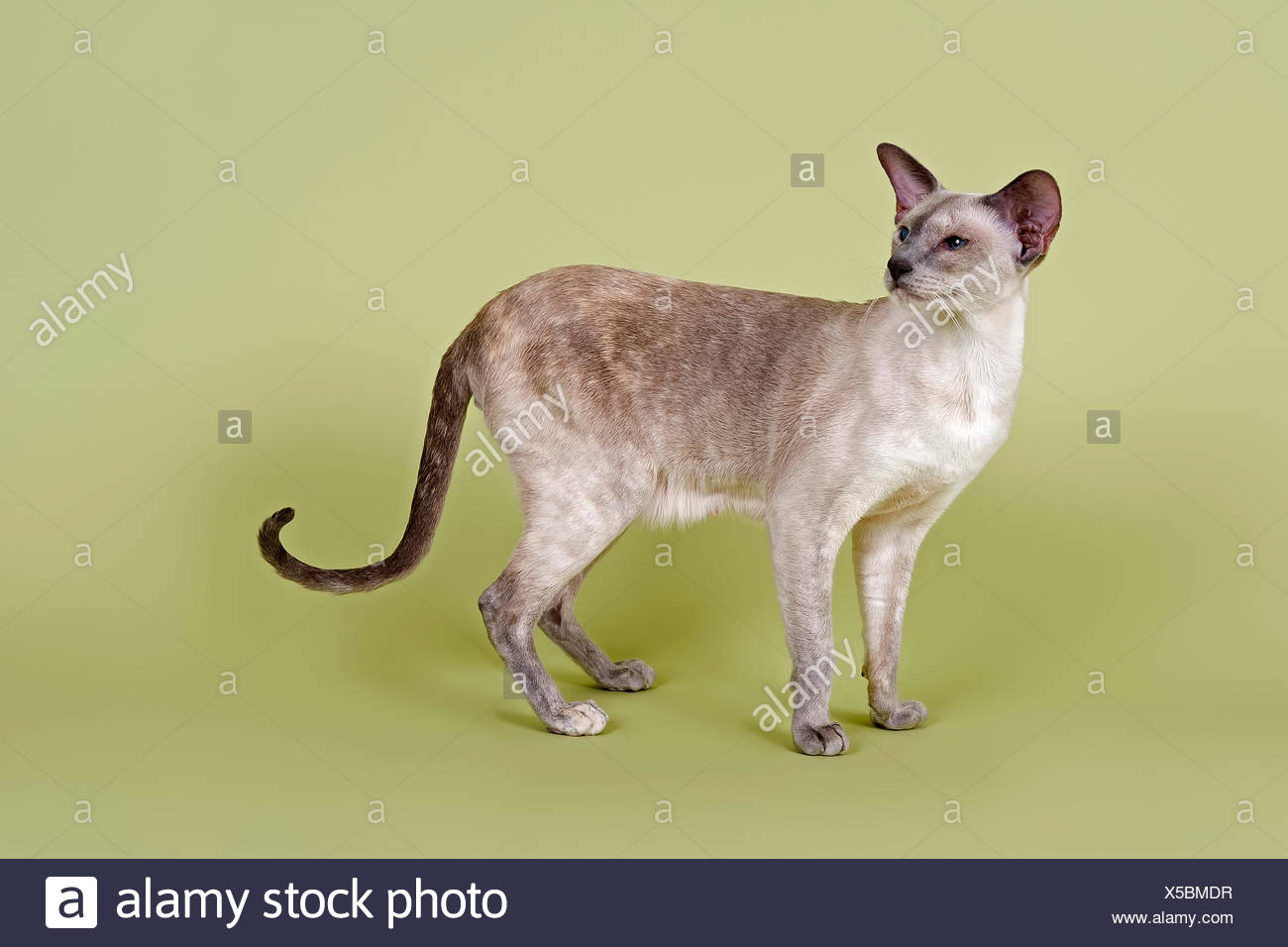 Tortie Point Siamese Cat High Resolution Stock Photography and Images ...