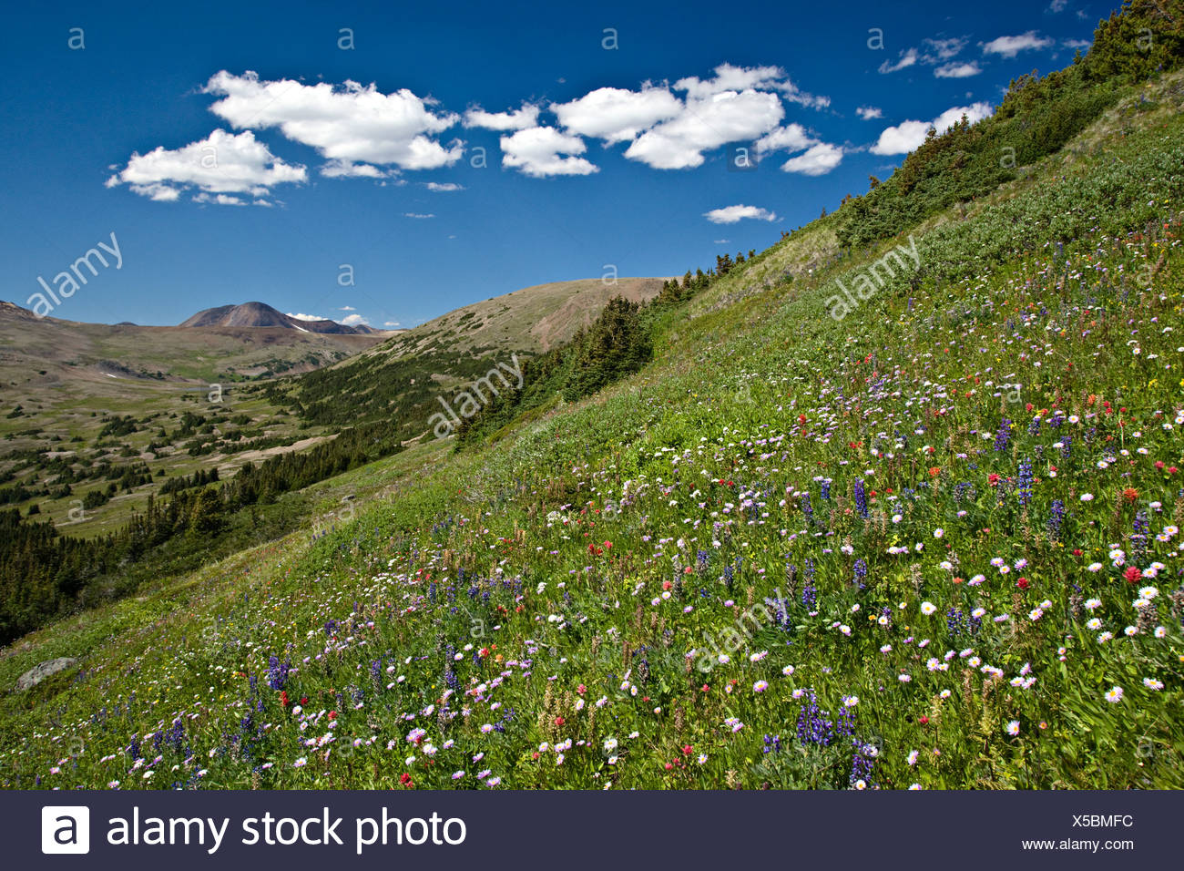 Alpine Plants High Resolution Stock Photography and Images - Alamy
