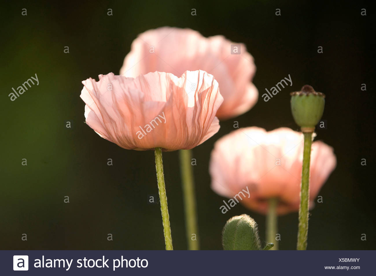 Pink Poppies Close Up High Resolution Stock Photography and Images - Alamy