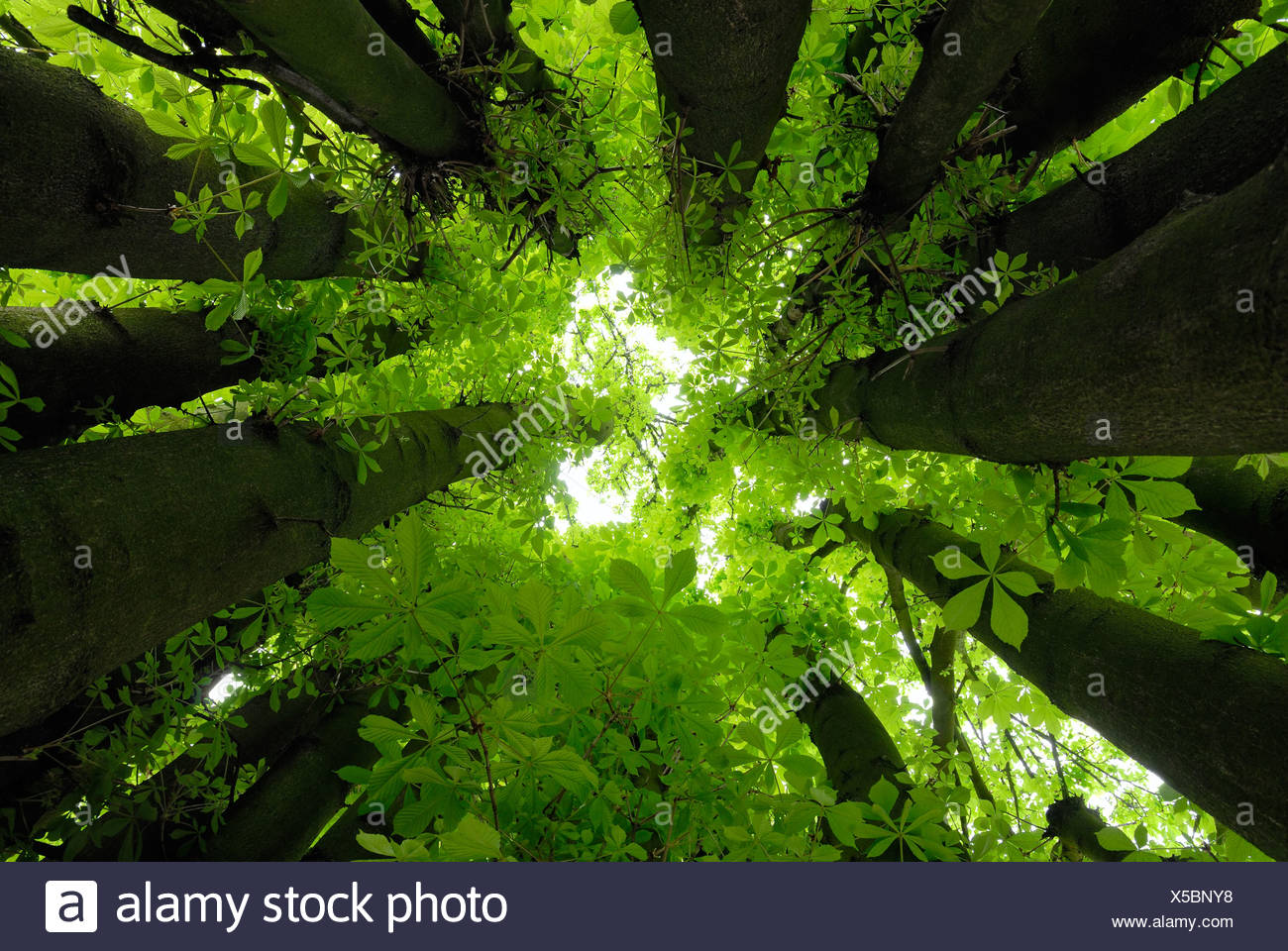 Worms Eye View Tree High Resolution Stock Photography and Images - Alamy