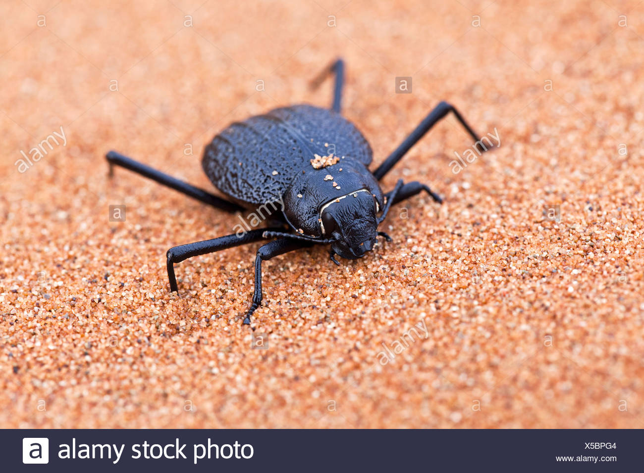 Namib Desert Beetle High Resolution Stock Photography and Images - Alamy