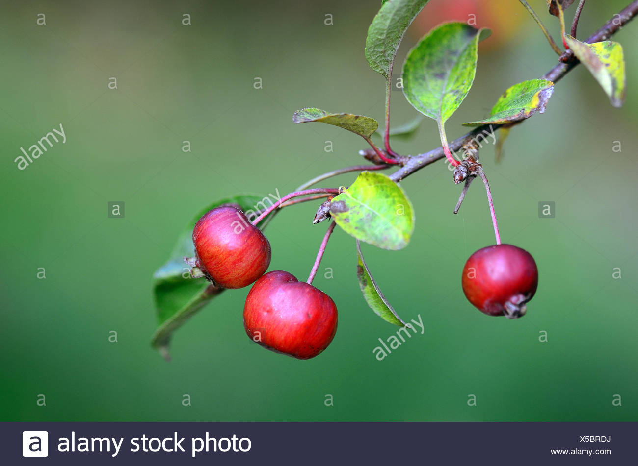 Tiny Apples High Resolution Stock Photography and Images - Alamy