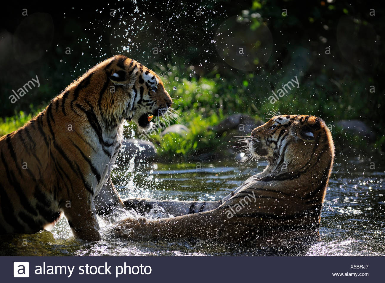 Tiger Fighting Water High Resolution Stock Photography and Images - Alamy