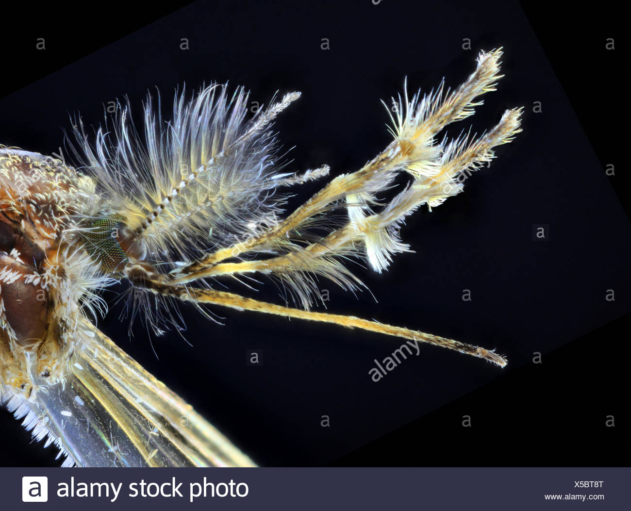 Mosquito Antennae Stock Photos & Mosquito Antennae Stock Images - Alamy