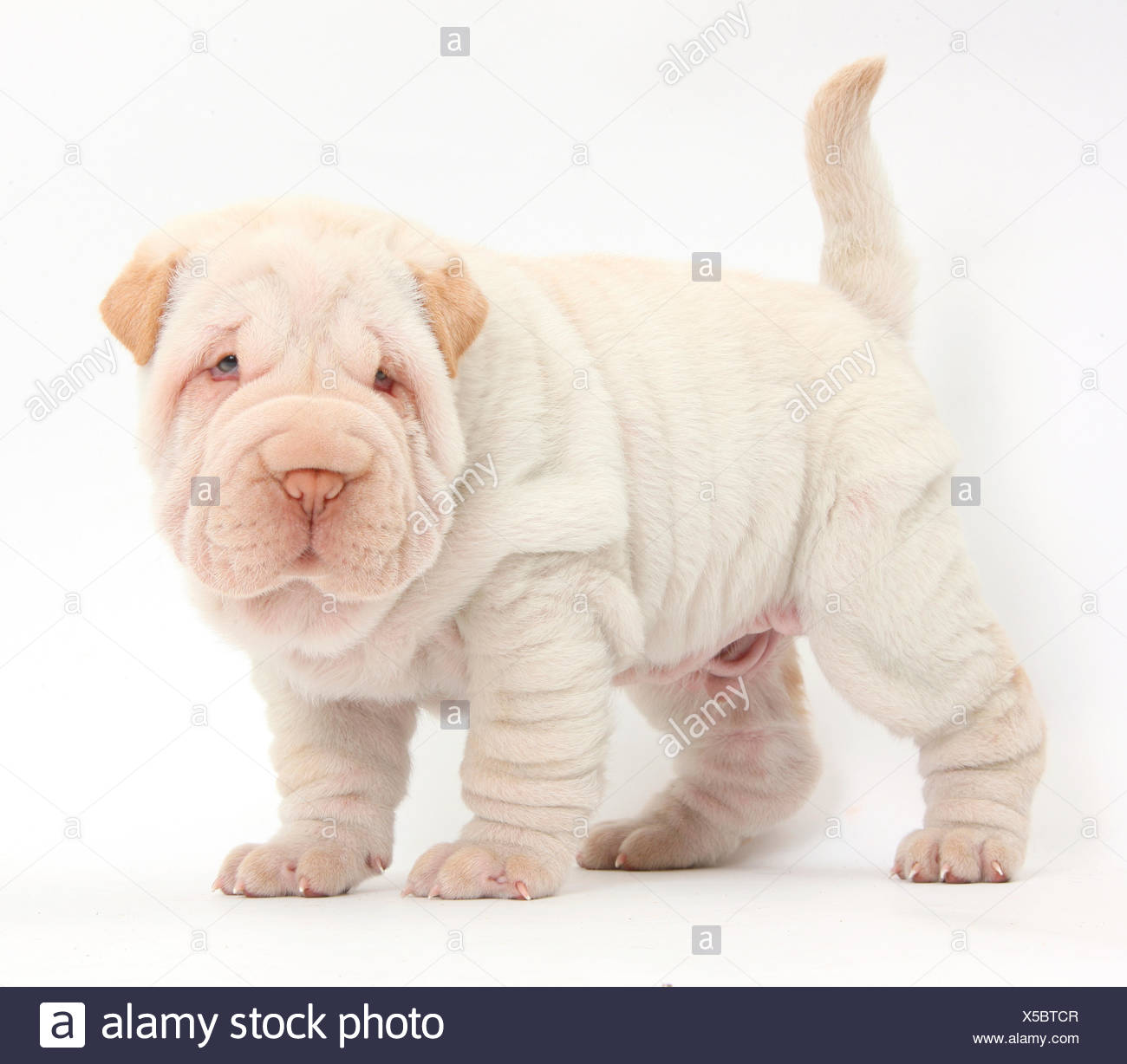 Shar High Resolution Stock Photography and Images - Alamy