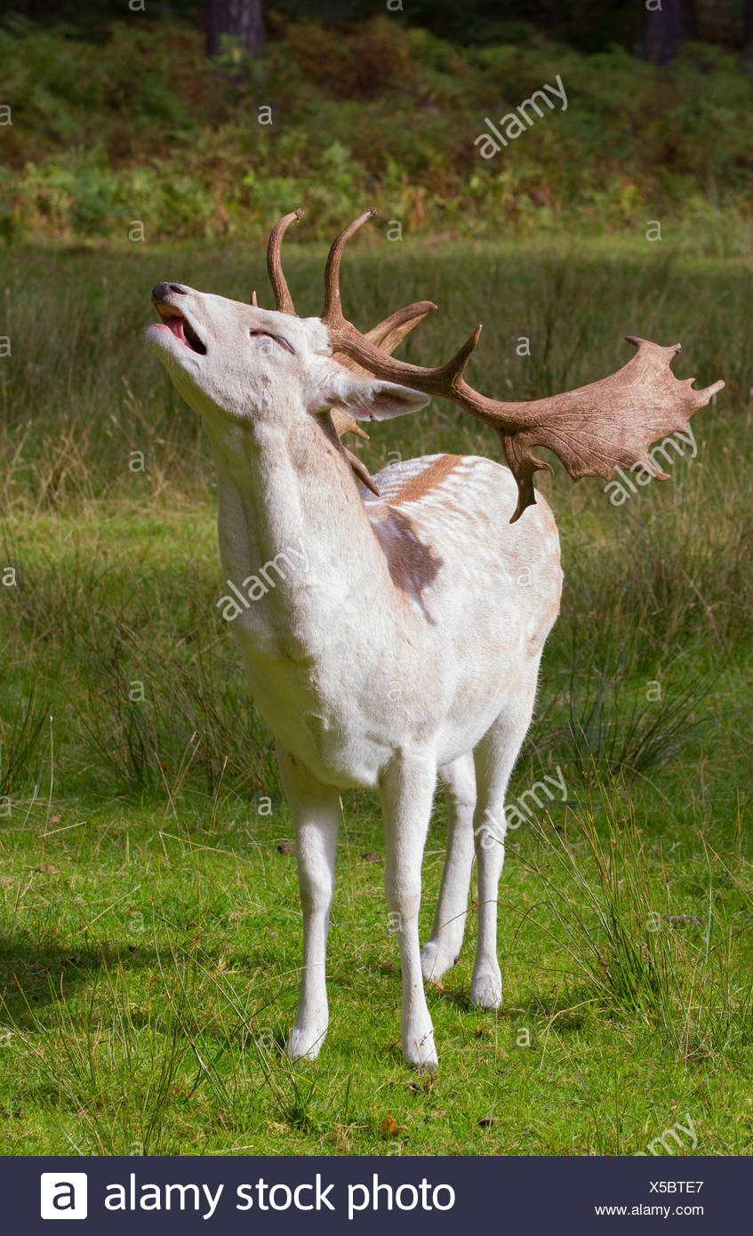 White Stags High Resolution Stock Photography and Images - Alamy