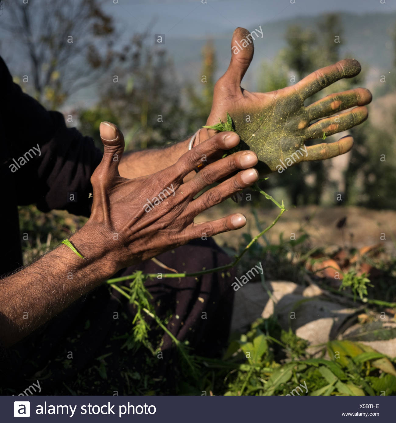 Hashish Stock Photos & Hashish Stock Images - Alamy