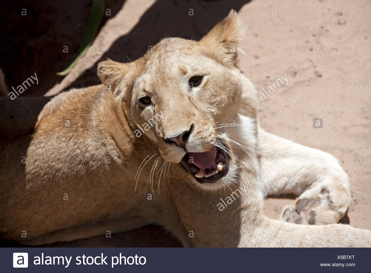 Lioness Sitting Side View High Resolution Stock Photography and Images ...