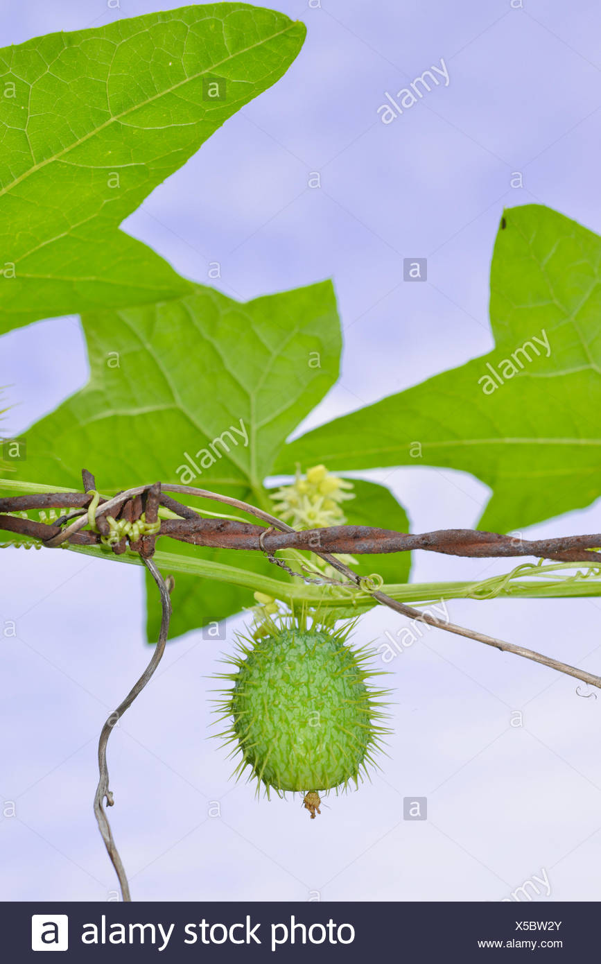 Tayota Fruit High Resolution Stock Photography and Images - Alamy