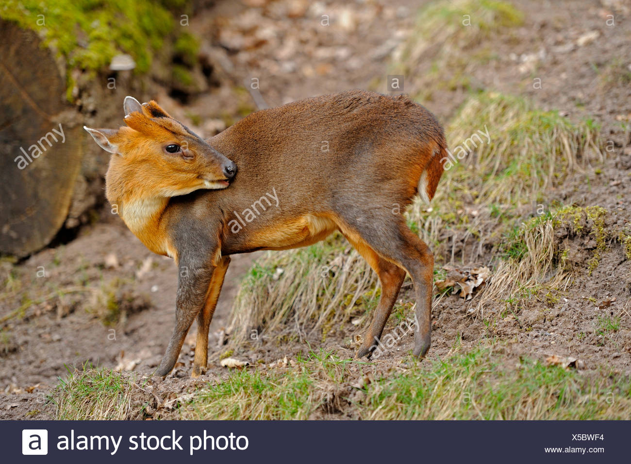 Chinese Muntjac Deer Muntiacus Reevesi High Resolution Stock ...