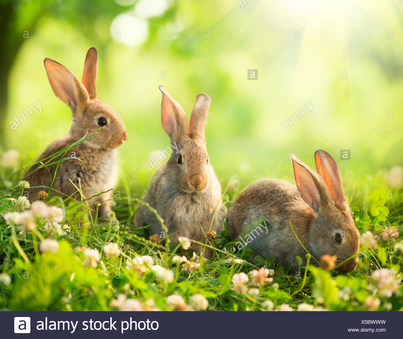 Grey Rabbits High Resolution Stock Photography and Images - Alamy