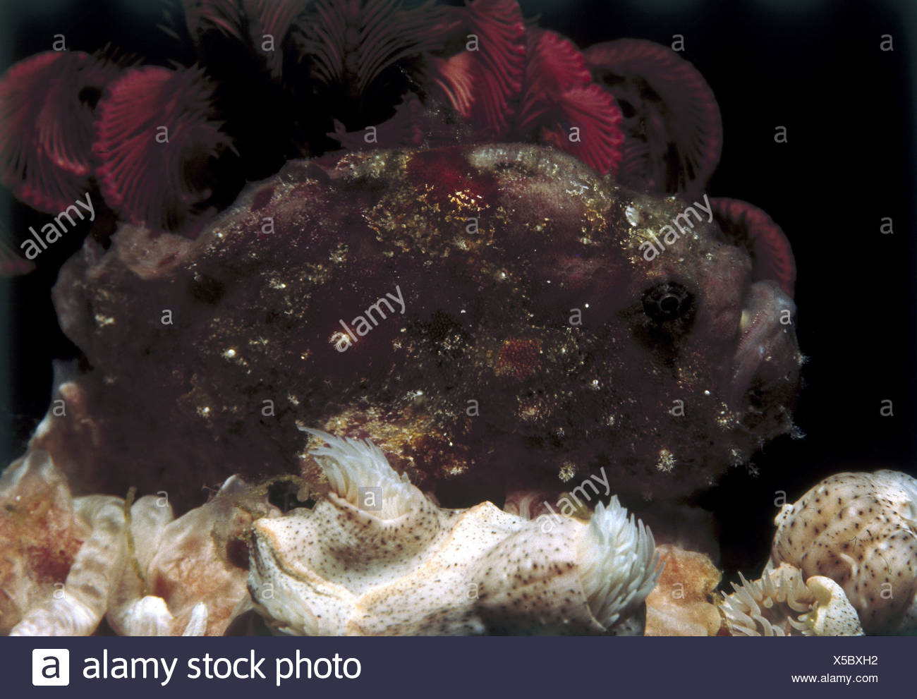 Frogfish Anglerfish Antennarius High Resolution Stock Photography and ...