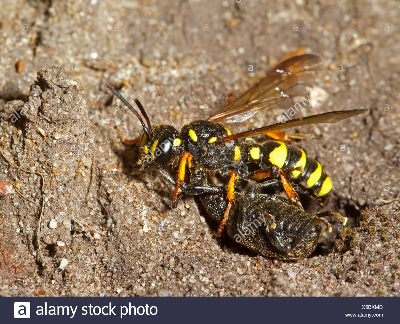 Digger Wasp Insect Stock Photos & Digger Wasp Insect Stock Images - Alamy