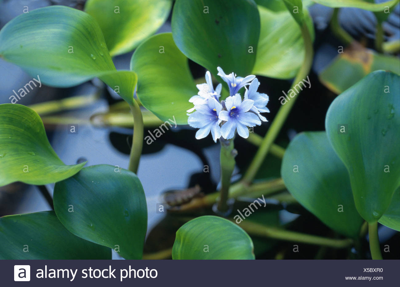 Eichhornia Azurea High Resolution Stock Photography and Images - Alamy