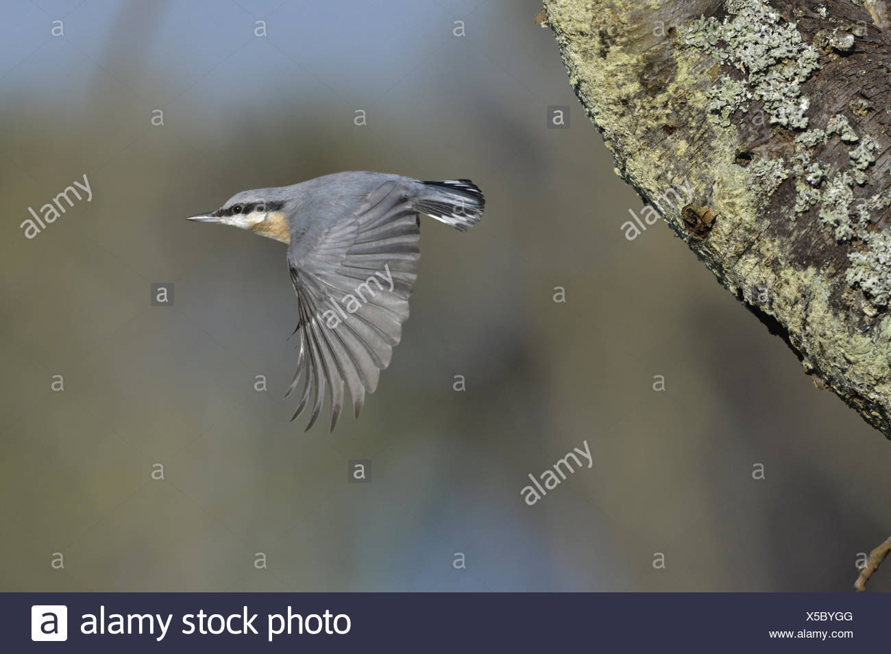 Nuthatch In Flight High Resolution Stock Photography and Images - Alamy