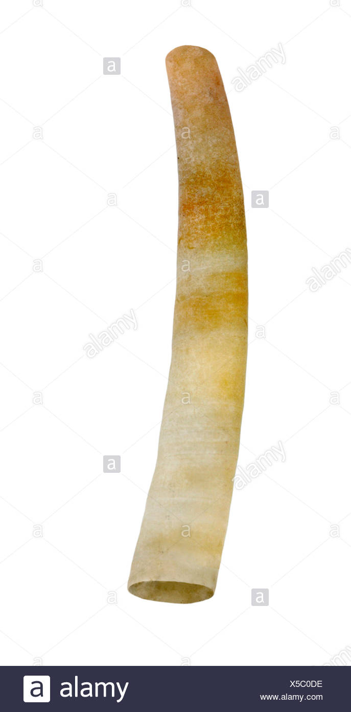 Tusk Shell Stock Photos & Tusk Shell Stock Images - Alamy