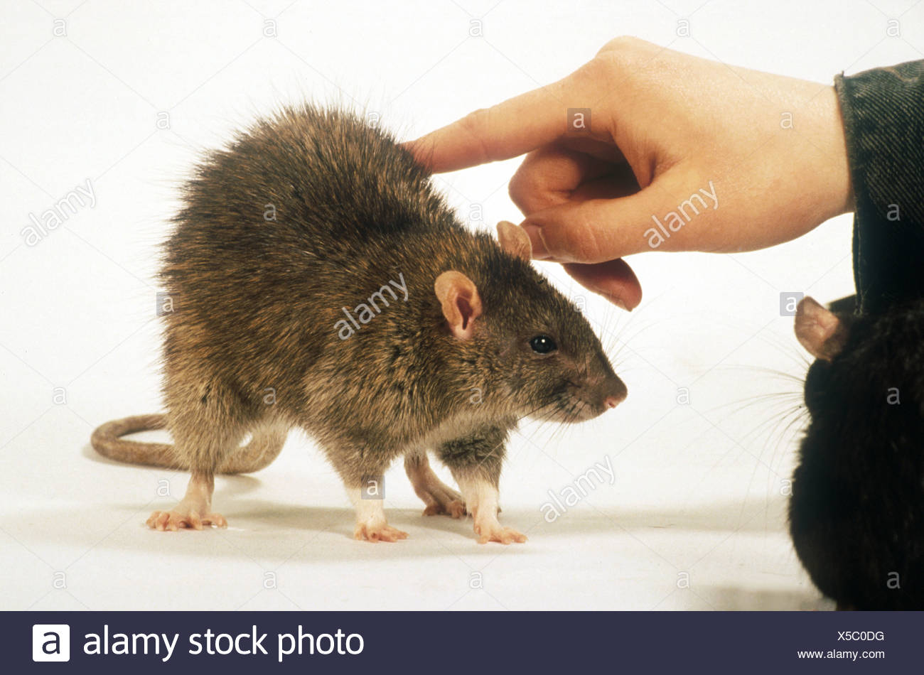 Tame Rats Stock Photos & Tame Rats Stock Images - Alamy