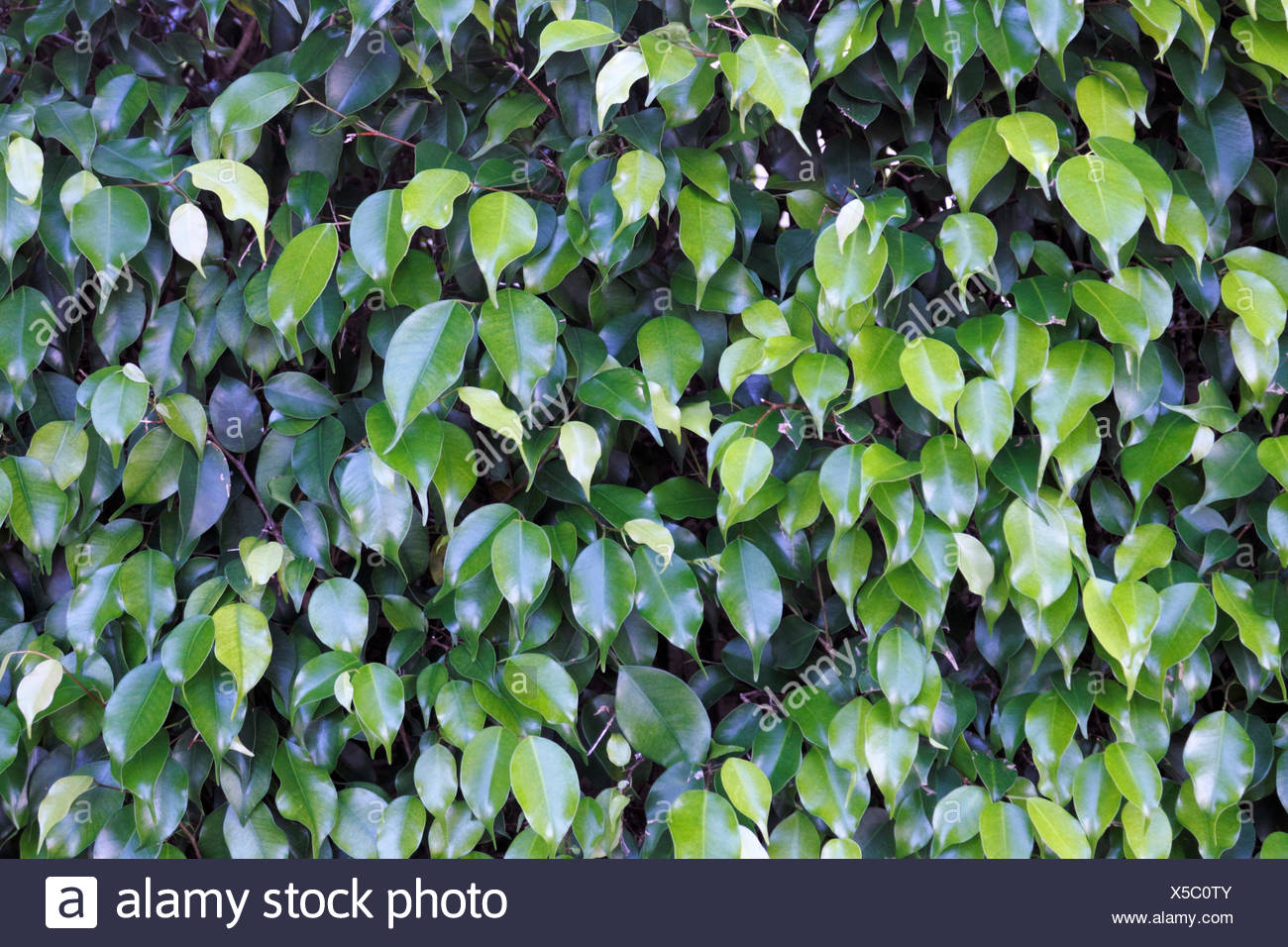 Ficus Hedge Stock Photos & Ficus Hedge Stock Images - Alamy