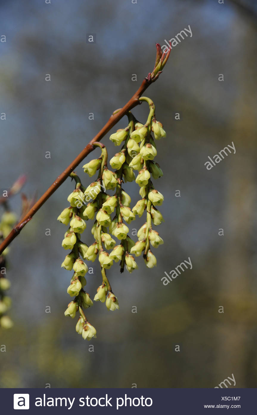 Stachyurus Chinensis Stock Photos & Stachyurus Chinensis Stock Images ...