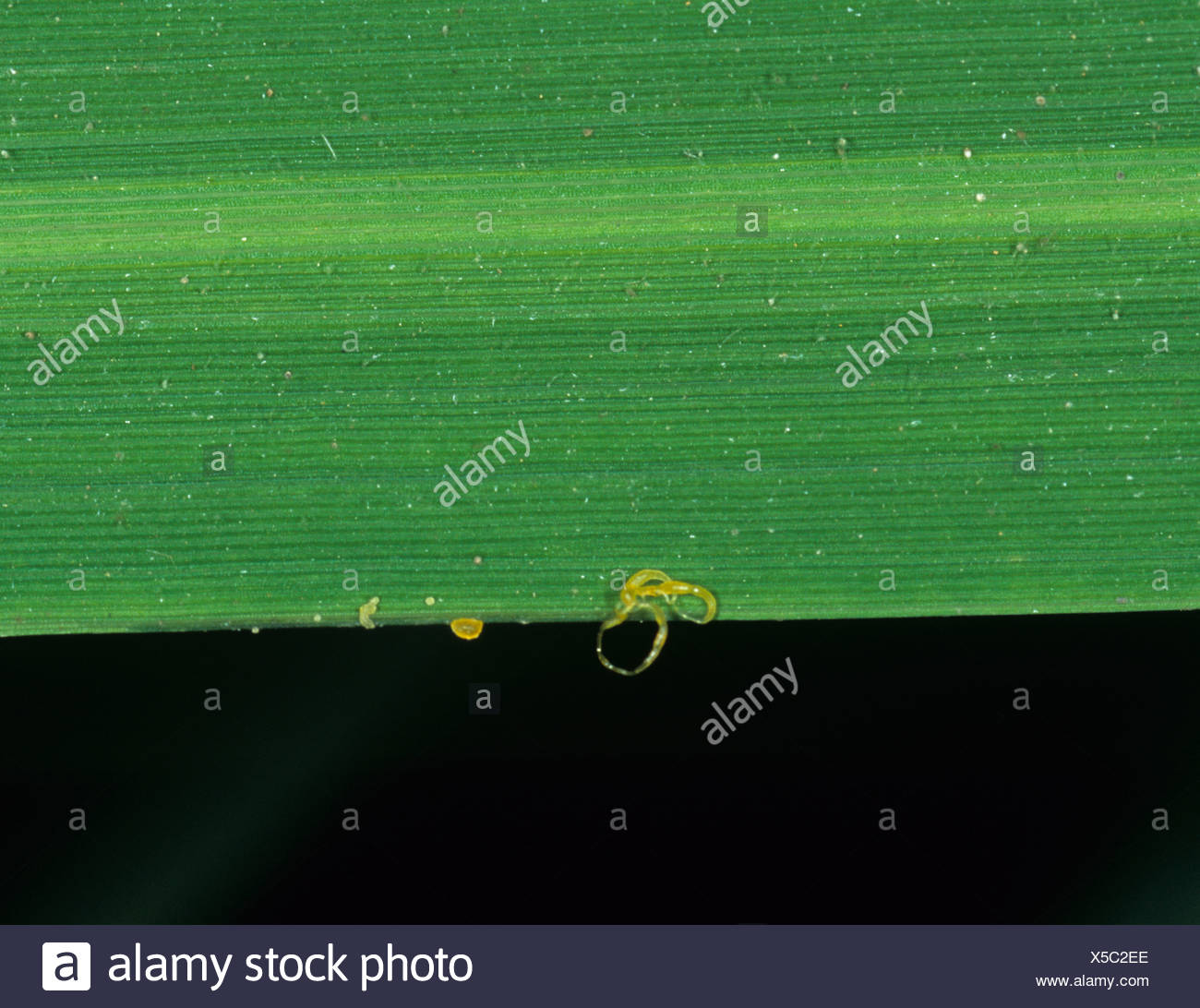 Xanthomonas High Resolution Stock Photography and Images - Alamy