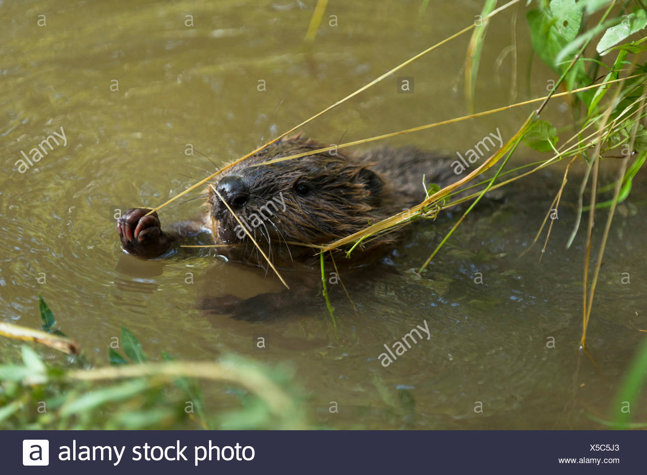 Young Beaver Eating High Resolution Stock Photography and Images - Alamy