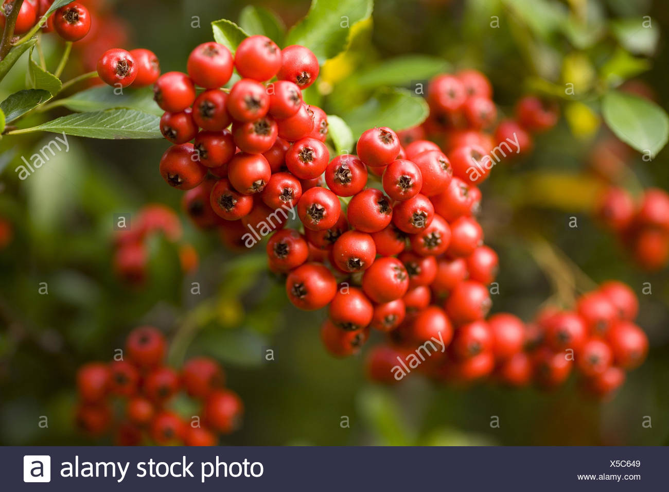 Firethorn Berries High Resolution Stock Photography and Images - Alamy