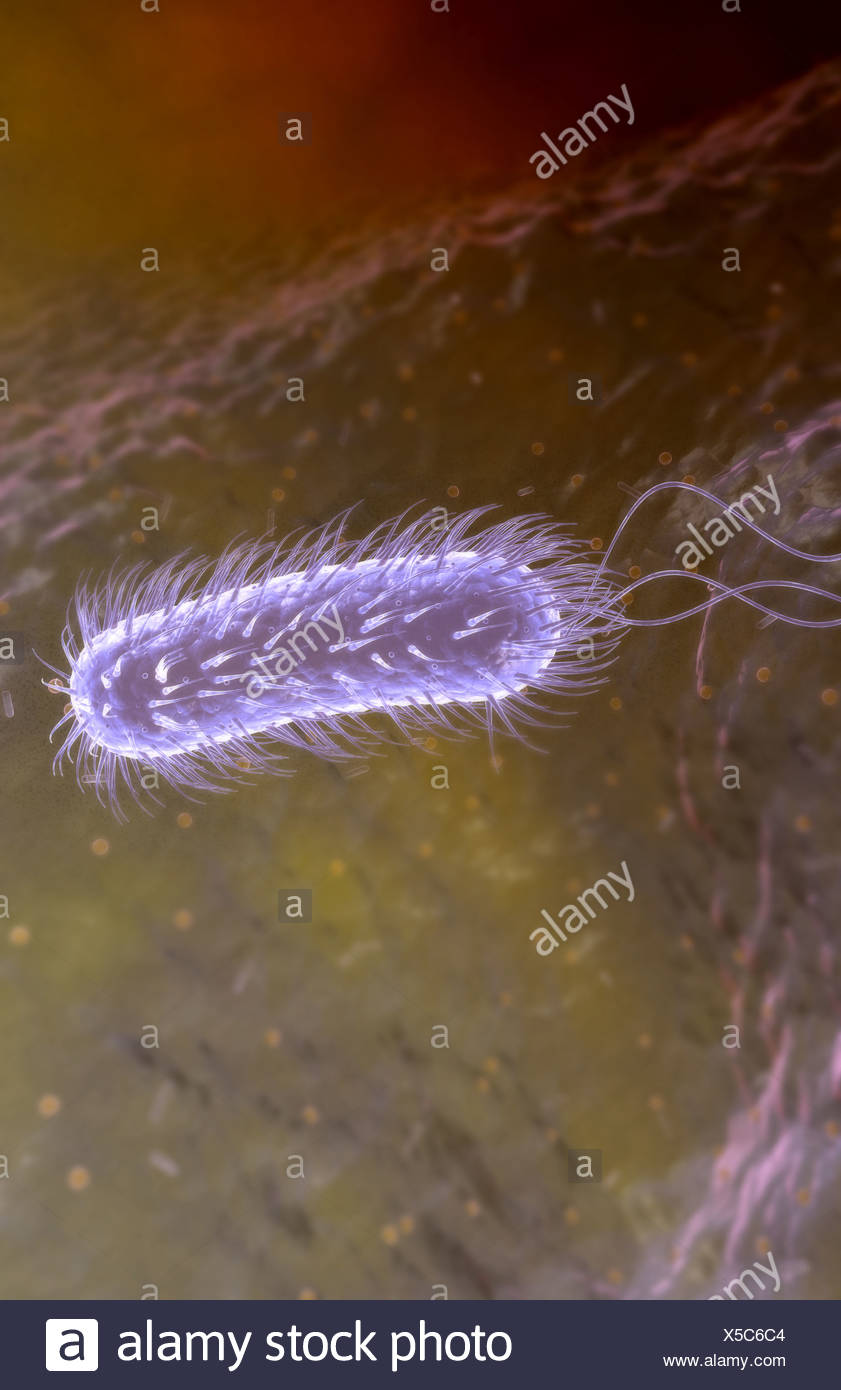 H Pylori High Resolution Stock Photography and Images - Alamy