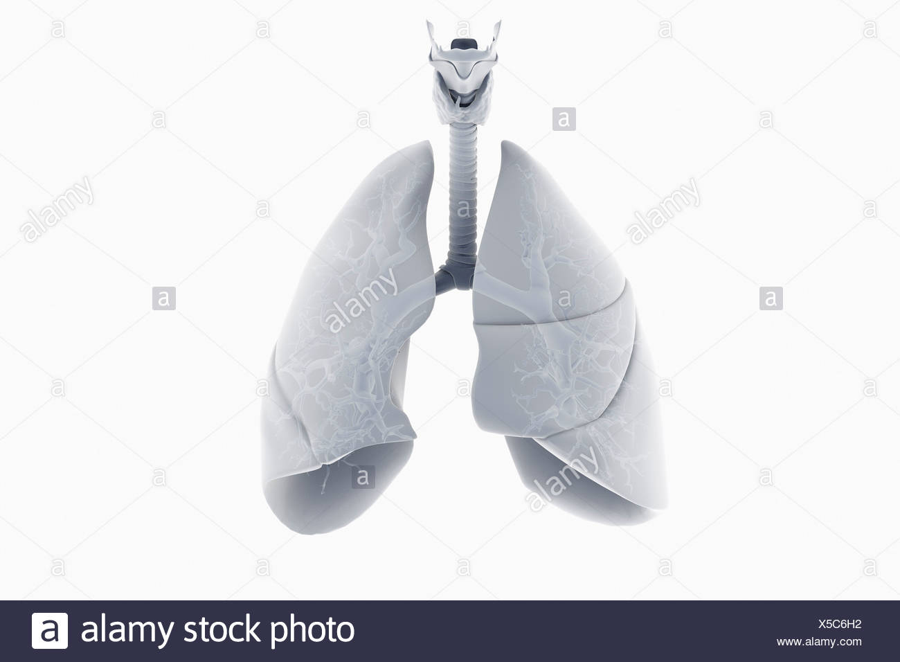 Lungs High Resolution Stock Photography and Images - Alamy