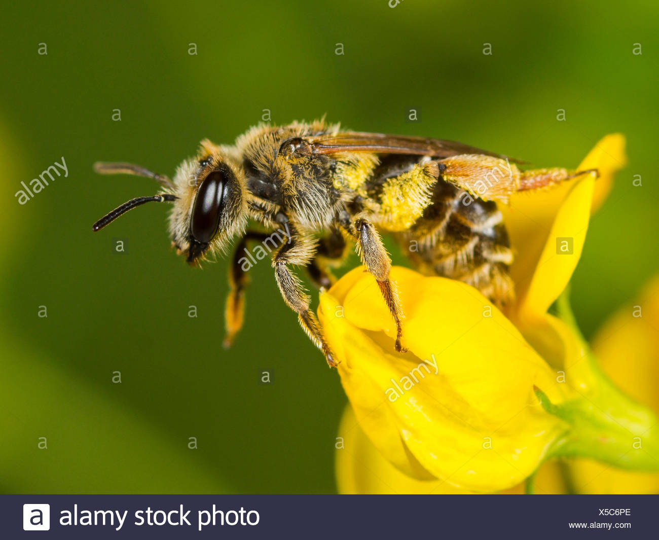 Burrowing Bees Stock Photos & Burrowing Bees Stock Images - Alamy