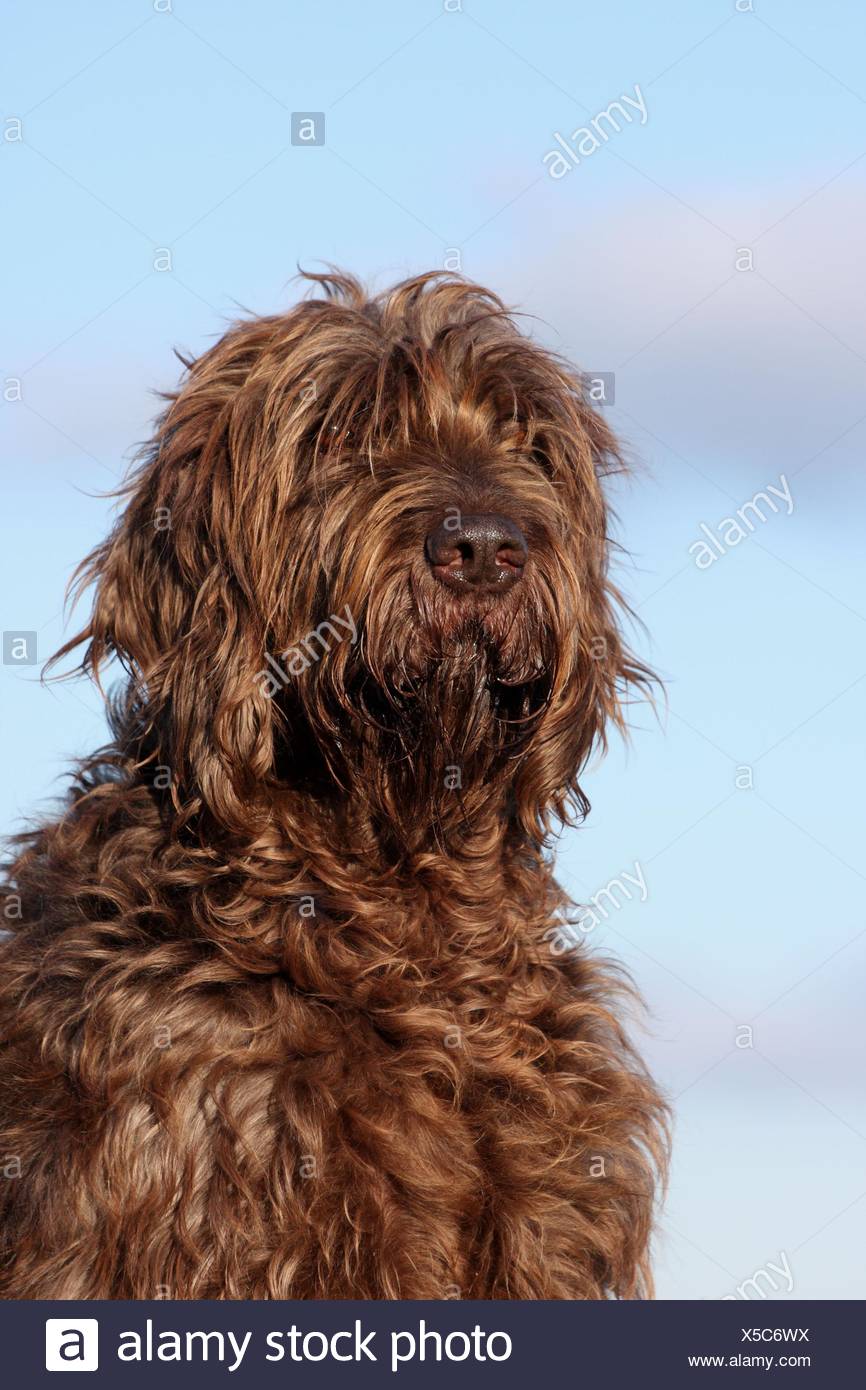 German Long Haired Pointing Dog High Resolution Stock Photography and ...