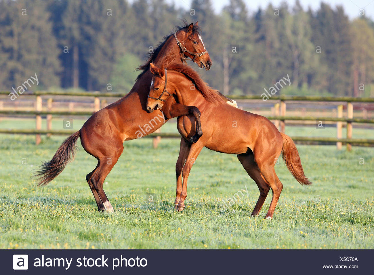 Fighting On Horse Stock Photos & Fighting On Horse Stock Images - Alamy