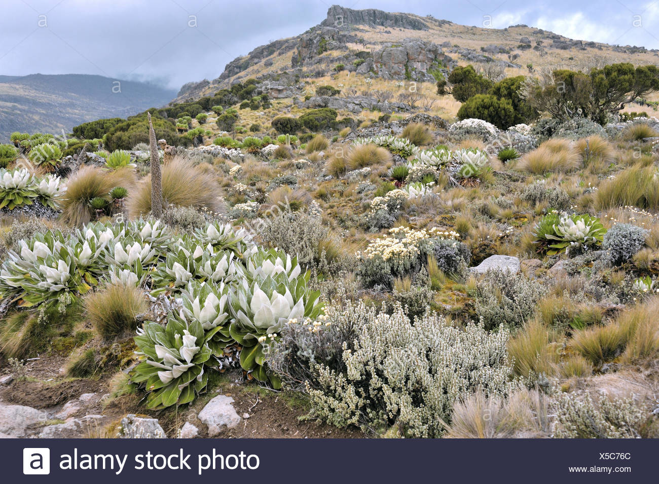 Flora Of Kenya High Resolution Stock Photography and Images - Alamy