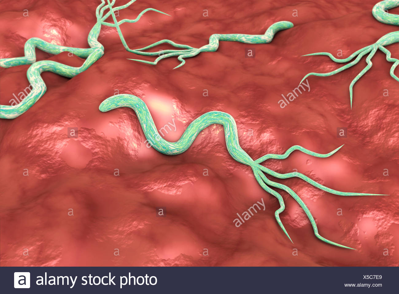 H Pylori Stock Photos & H Pylori Stock Images - Alamy