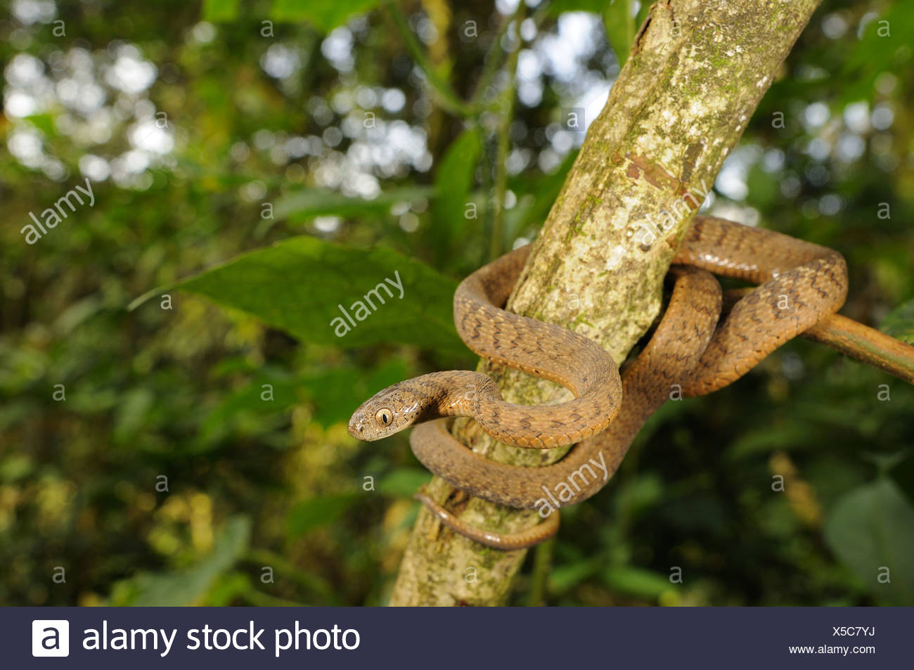 Congo Snakes High Resolution Stock Photography and Images - Alamy