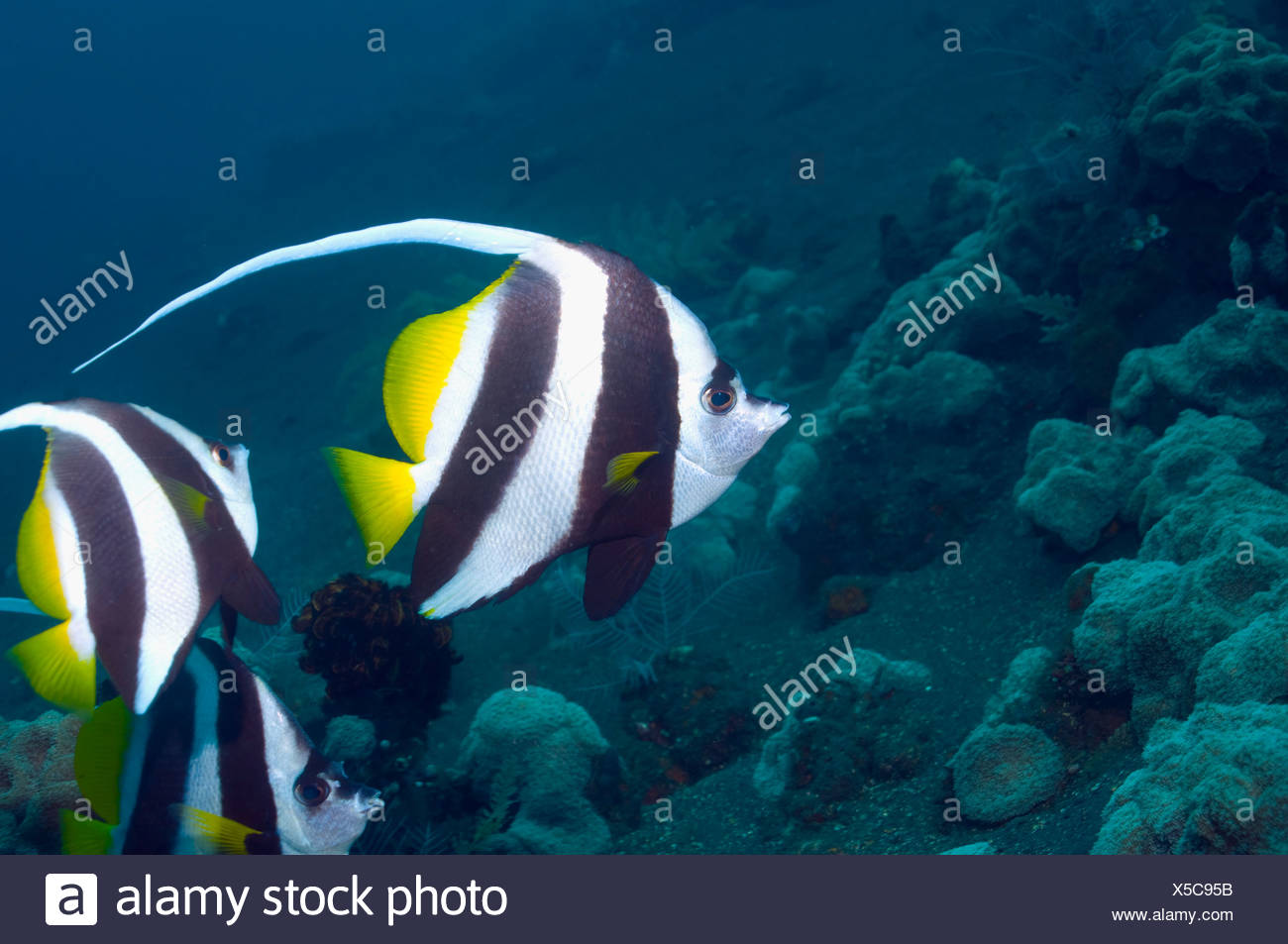 Tropical Indo Pacific Oceans High Resolution Stock Photography and ...