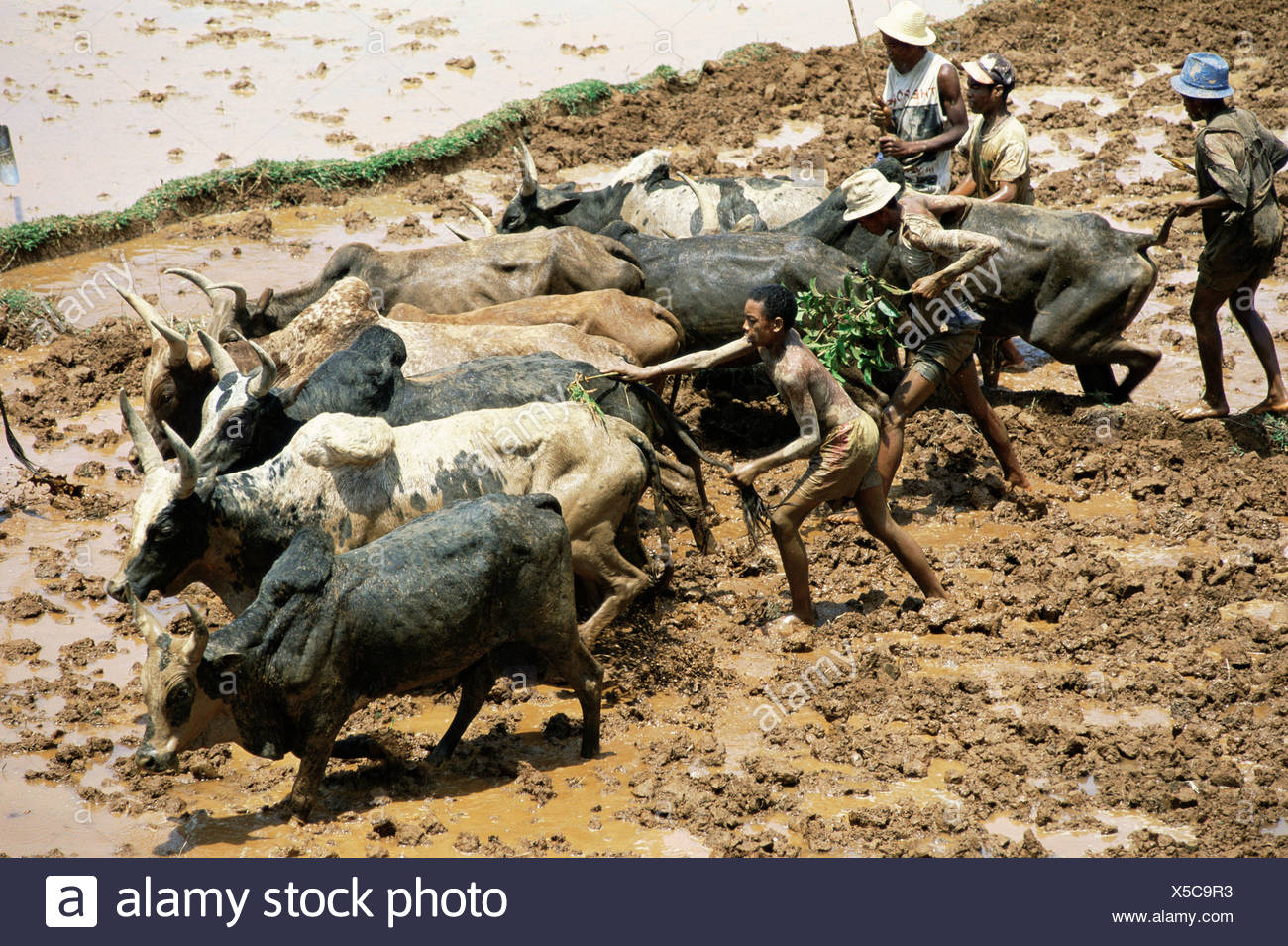 Ploughing Using Animals High Resolution Stock Photography and Images ...