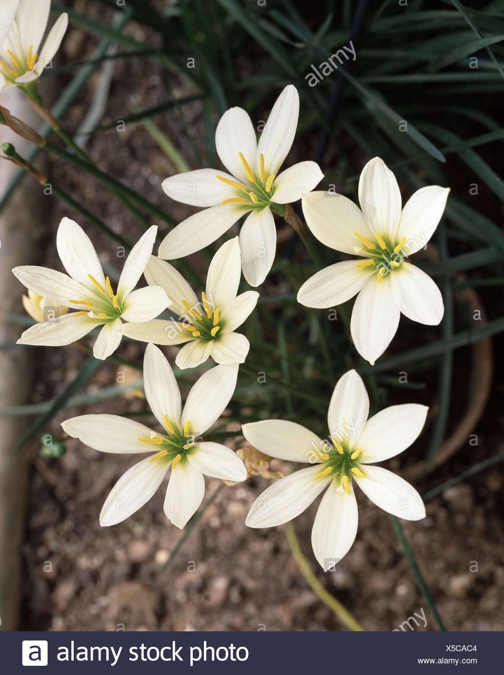 Zephyranthes Candida Stock Photos & Zephyranthes Candida Stock Images ...